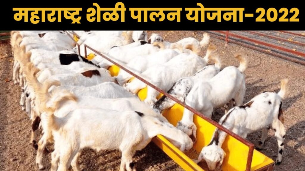 Sheli Palan Yojana 2022: महाराष्ट्र शेळी पालन योजना, पात्रता, अर्ज कसा ...